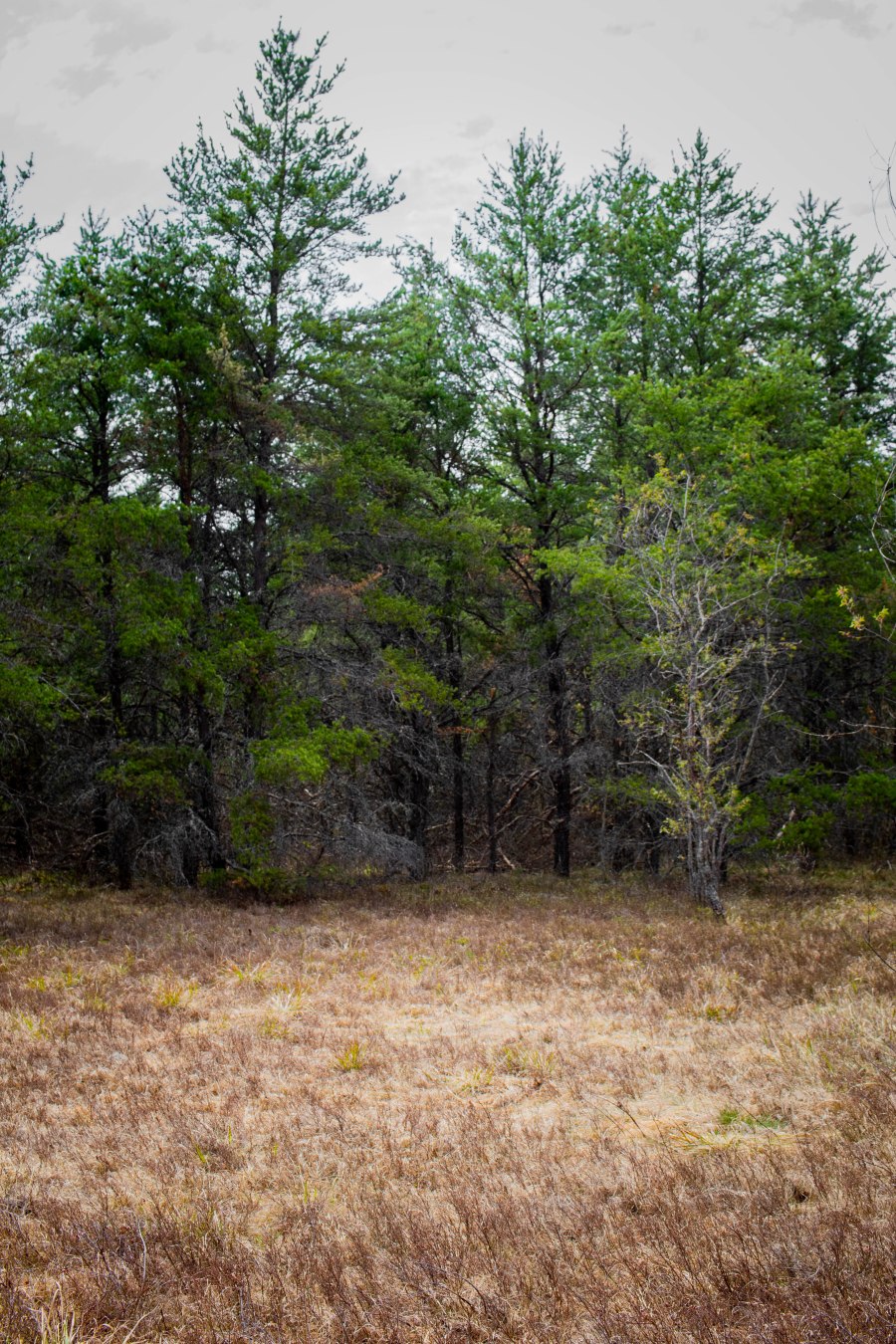 Michigan S Jack Pine Forests Ashley Keesling