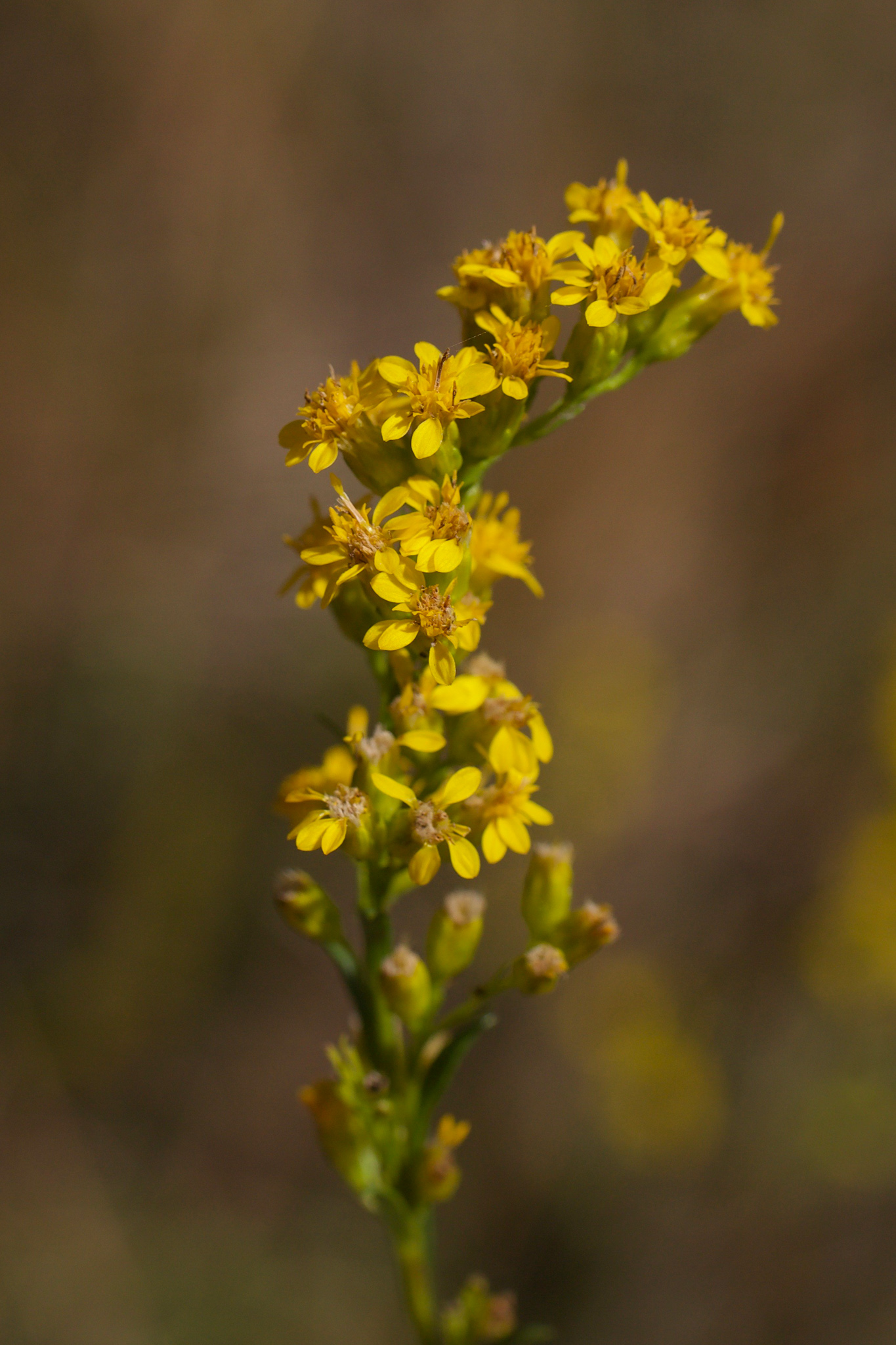 Identifying Goldenrods – Ashley Keesling