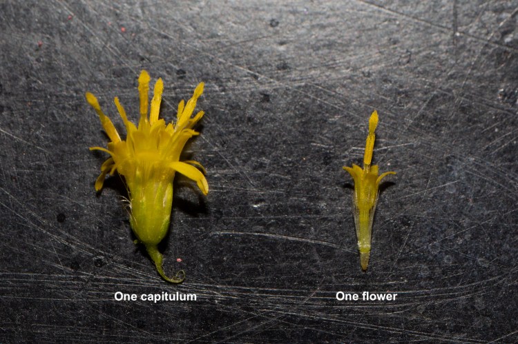 Identifying Goldenrods – Ashley Keesling