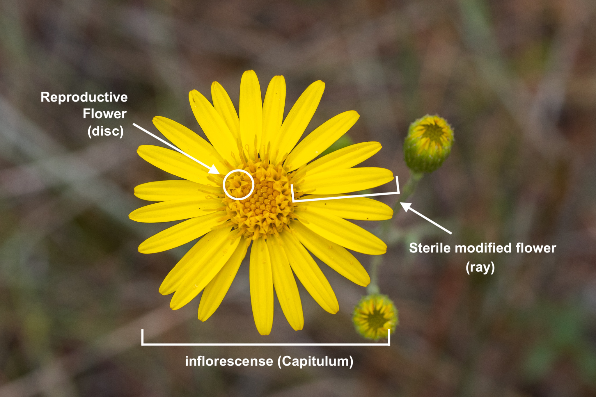 Identifying Goldenrods – Ashley Keesling