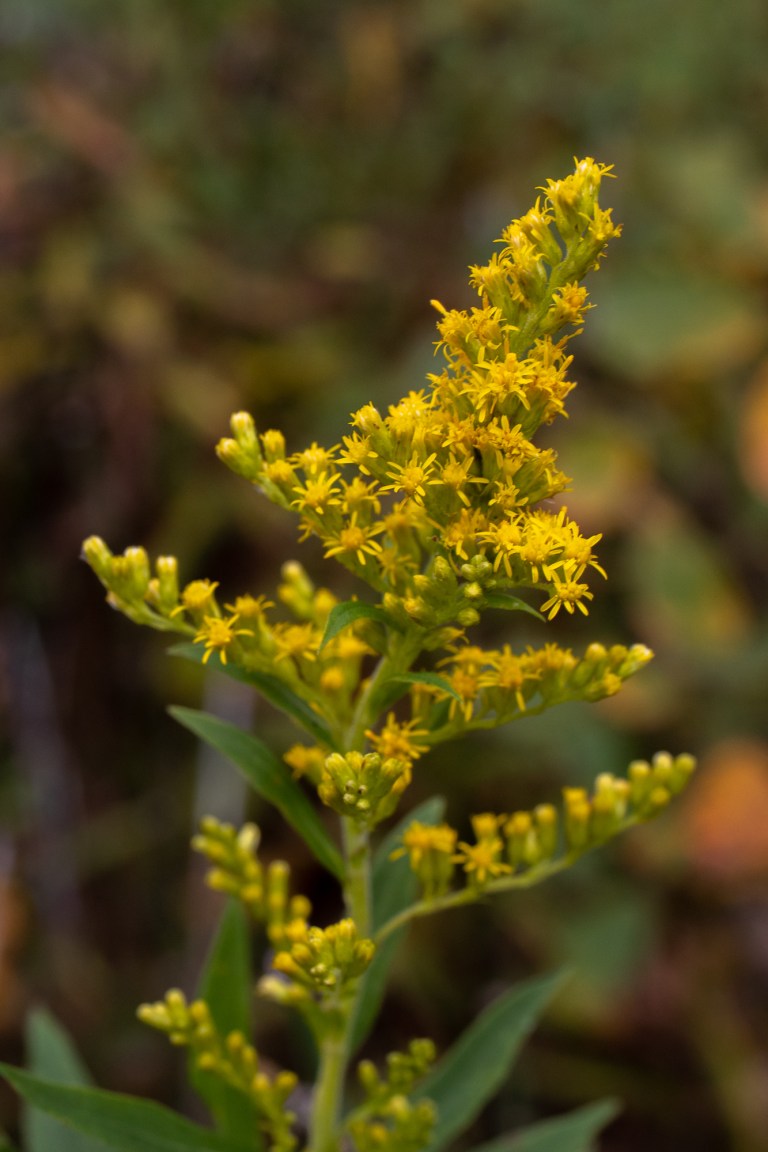 Identifying Goldenrods – Ashley Keesling