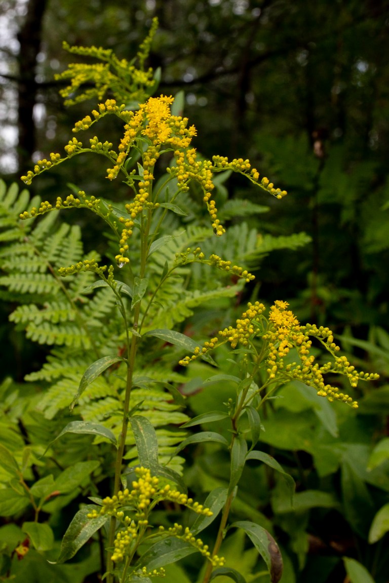 Identifying Goldenrods – Ashley Keesling