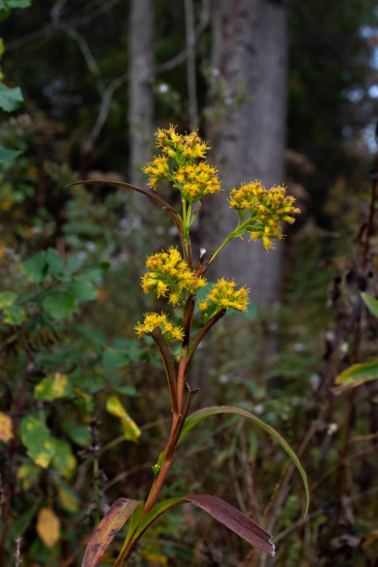 Identifying Goldenrods – Ashley Keesling