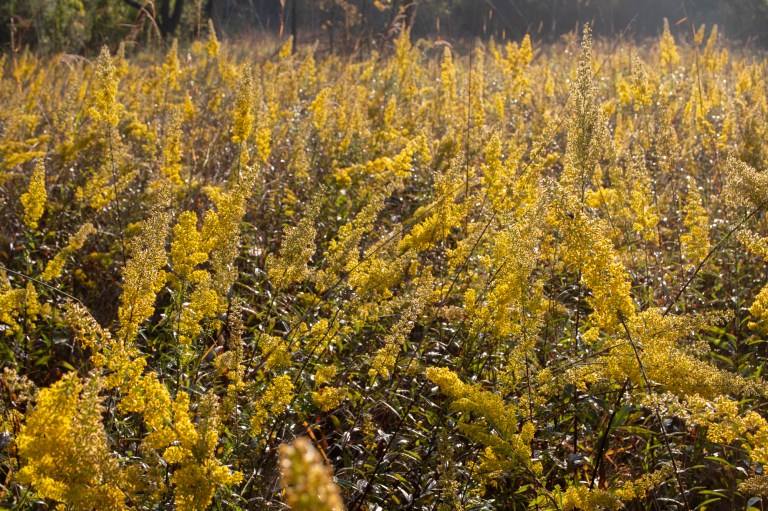 Identifying Goldenrods – Ashley Keesling