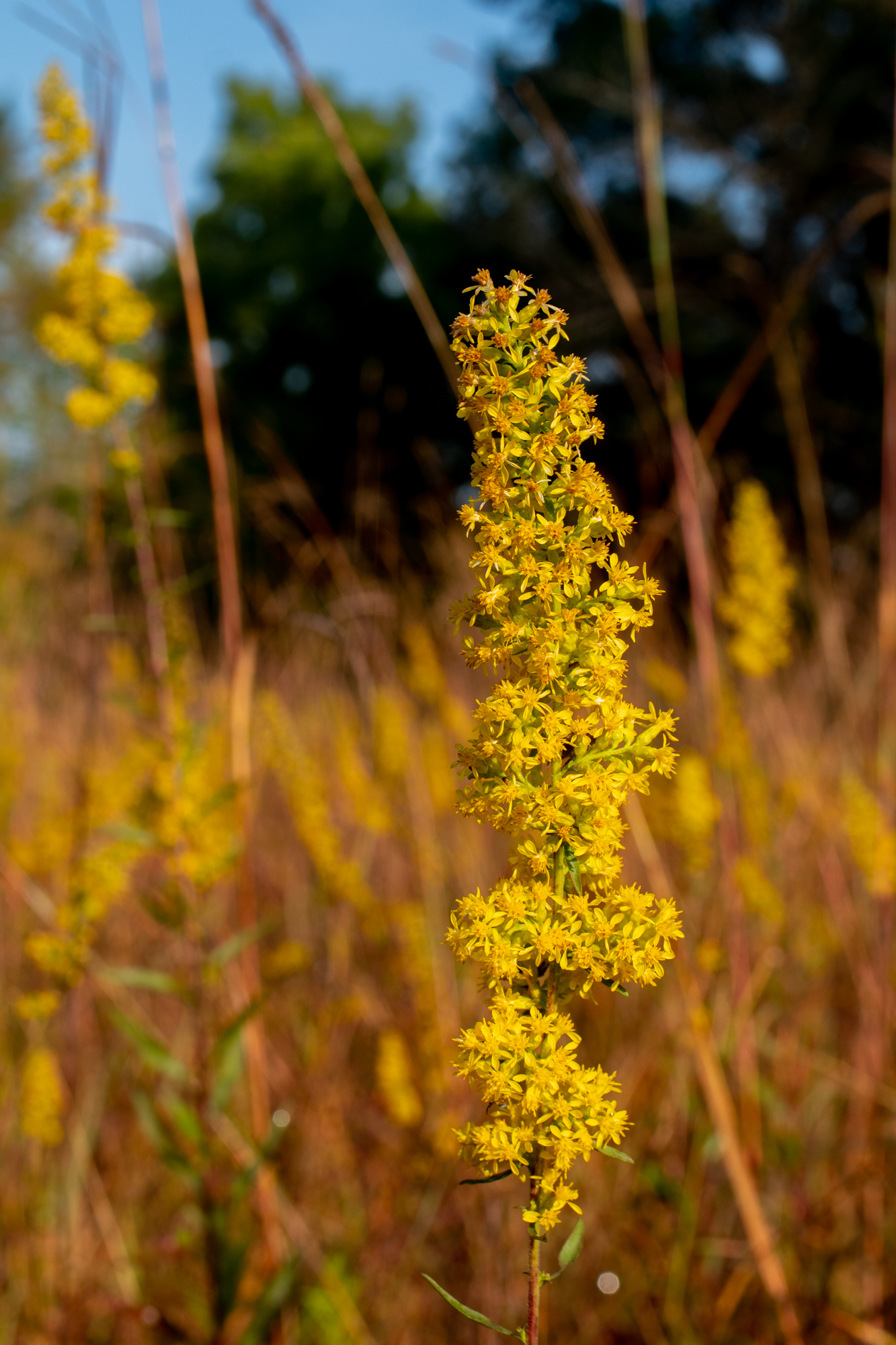 Identifying Goldenrods – Ashley Keesling